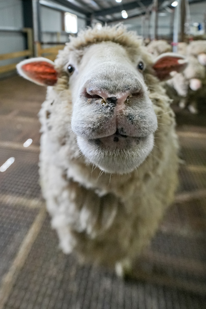 Caring for Shearing » COLORSTEEL®