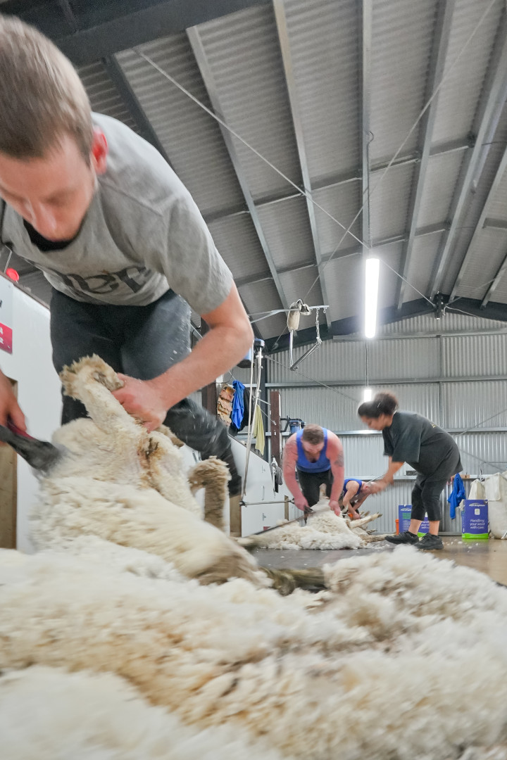 Caring for Shearing » COLORSTEEL®